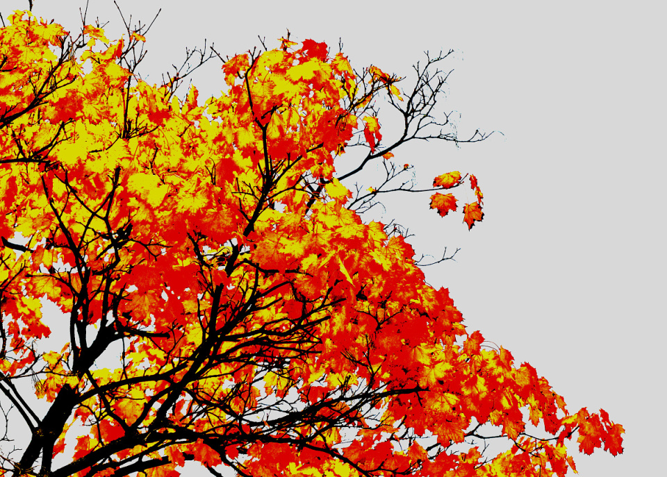 Flaming tree | spishy | Blipfoto