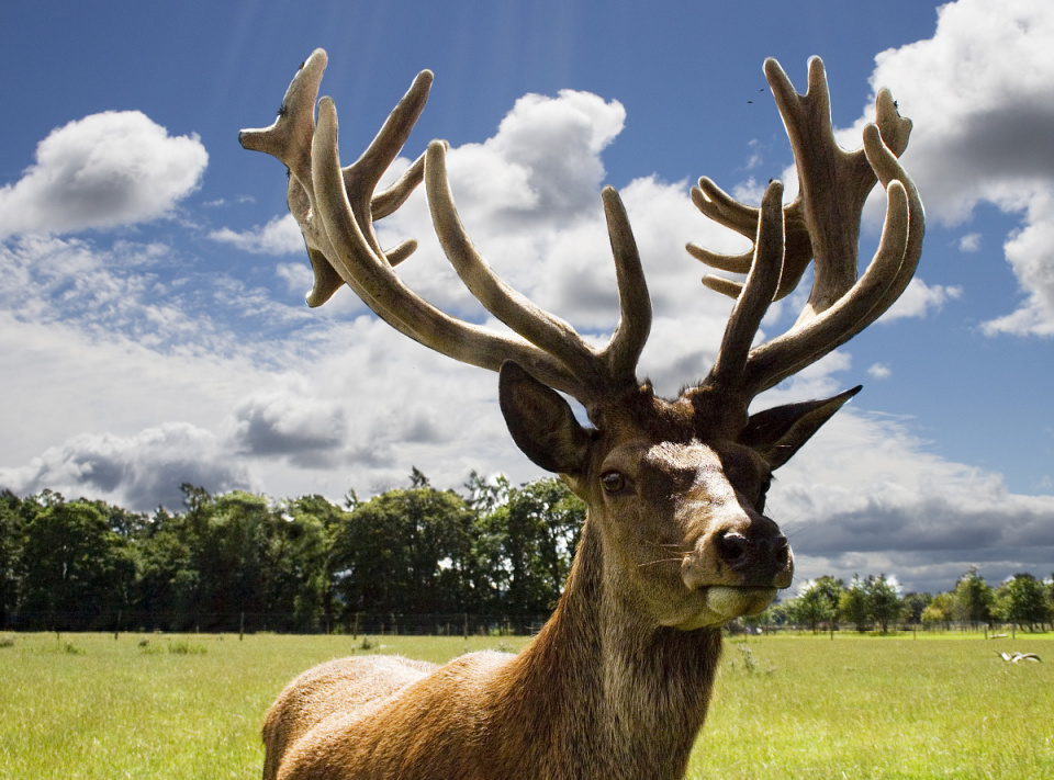 Deery Me... | TractorFactoryPhotos | Blipfoto