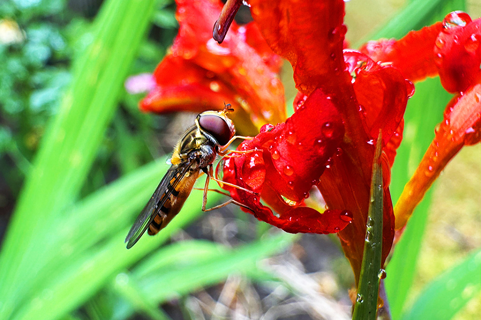 Hoverfly | captureasecond | Blipfoto
