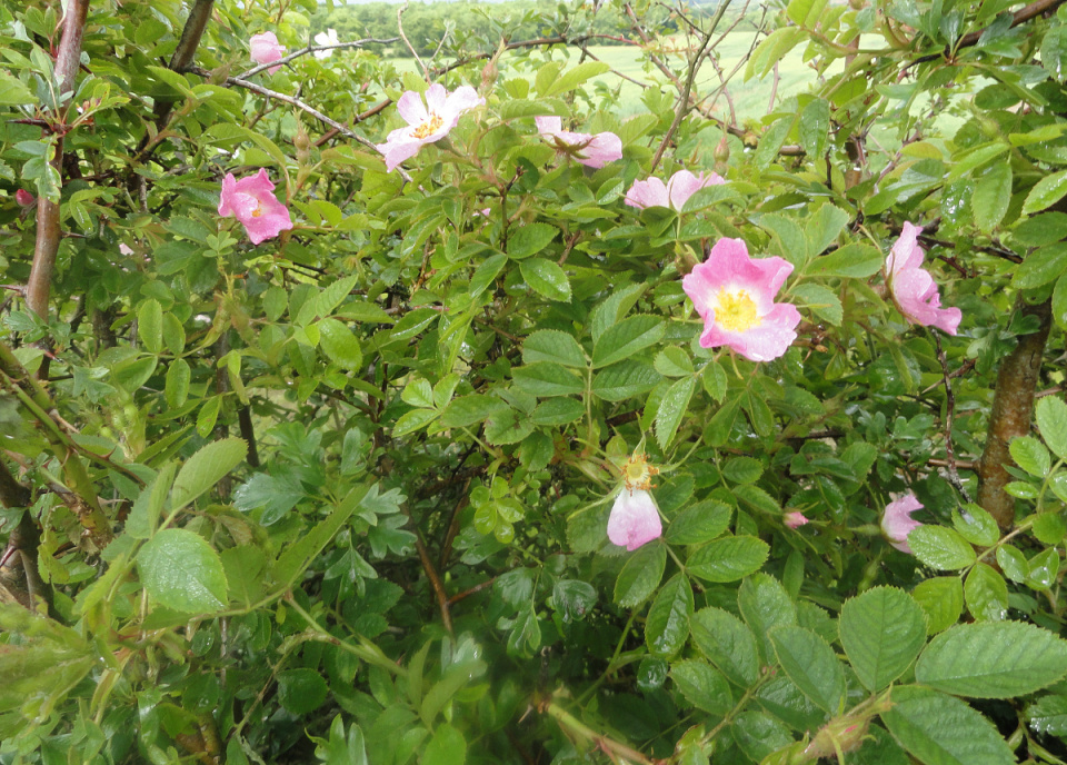 Wild Rose | Calder | Blipfoto