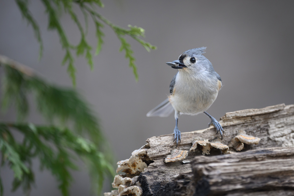 Tuffy | dbifulco | Blipfoto