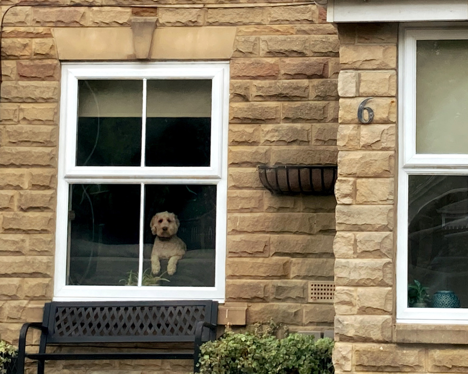 Paws | mambo | Blipfoto