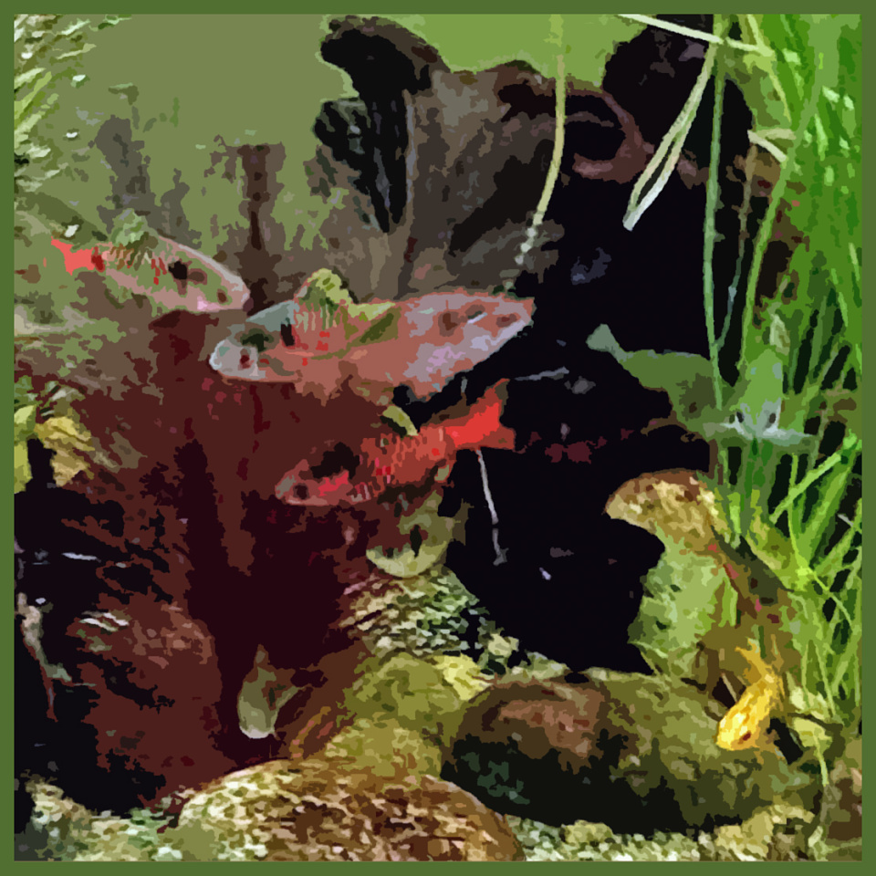 Swim little fish | PicturePoems | Blipfoto