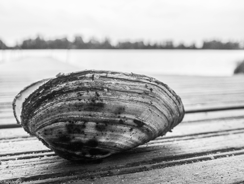 Shell | RujoJenny | Blipfoto