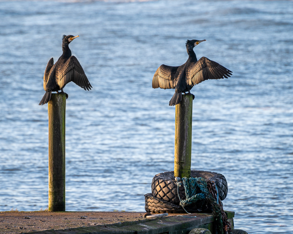 Birds, Sjaustru fishing village, Gotland | GoranZebuhr | Blipfoto