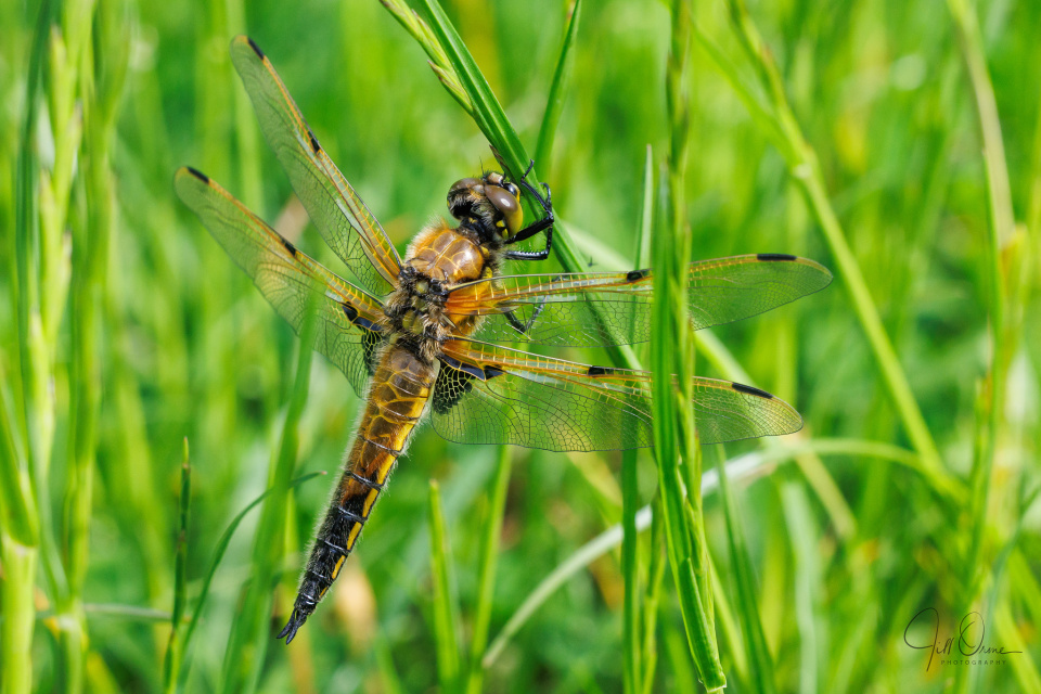 Fresh | JDO | Blipfoto