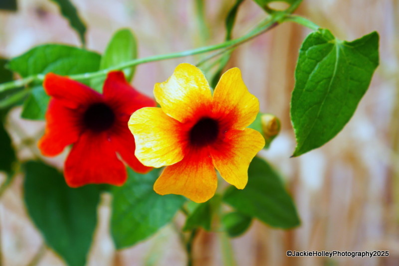 Cheeful | ThingsBeautiful | Blipfoto