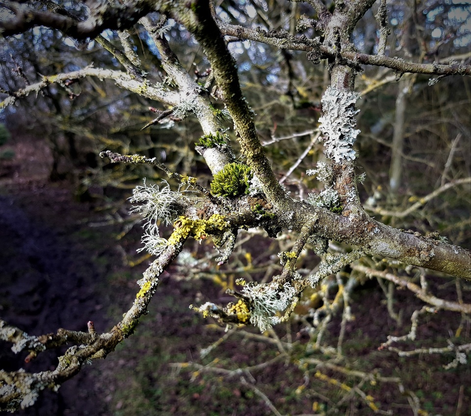 There are 1800 species of... | Pleach | Blipfoto