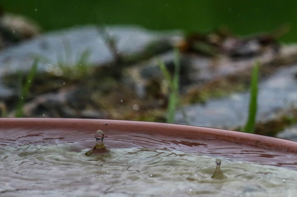 Plip Plop .... | MsQuizzical | Blipfoto