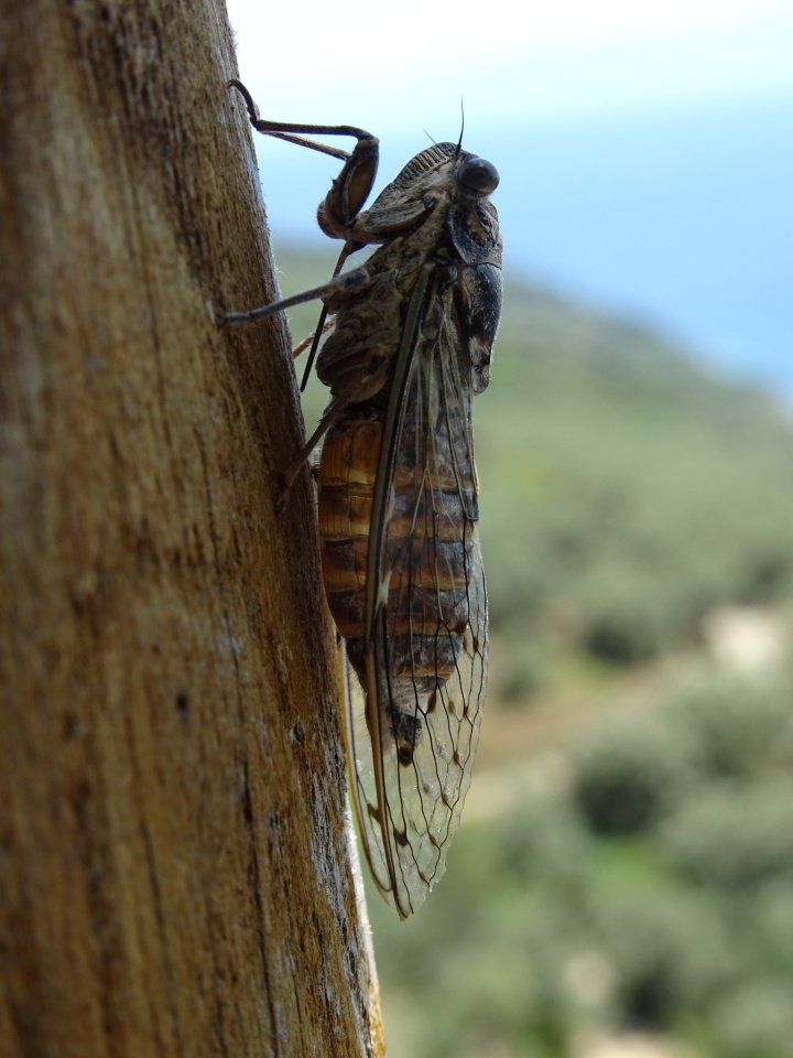 Tzitzikas | Tivoli | Blipfoto