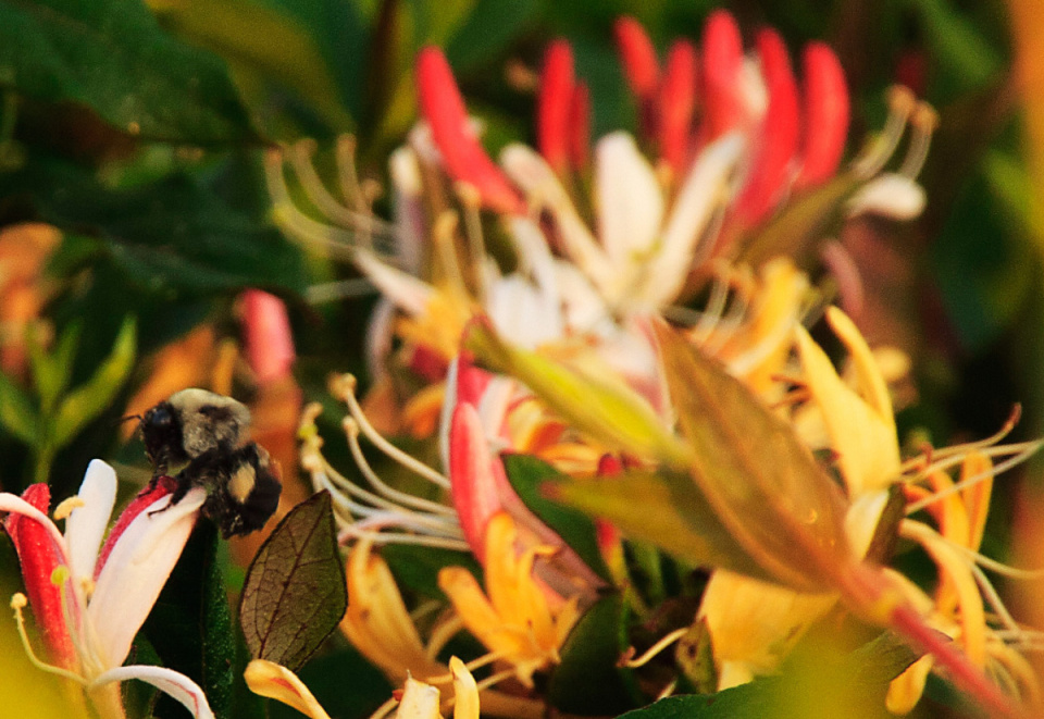 Bumble Bee | bugsman | Blipfoto