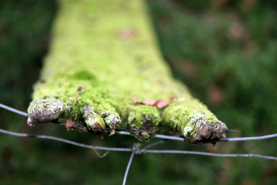 Mossy Toes | FarmerGirl | Blipfoto