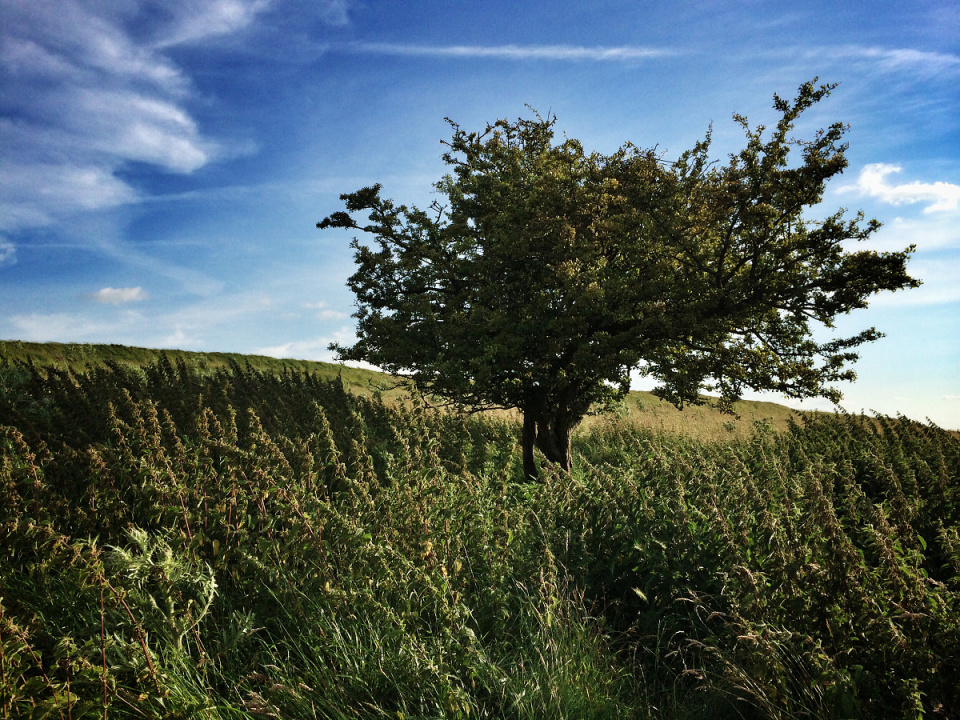 Day 190 - A Wee Tree | Louruss | Blipfoto