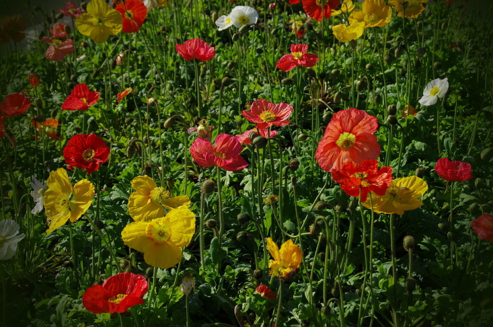 Poppy Patch | katey | Blipfoto