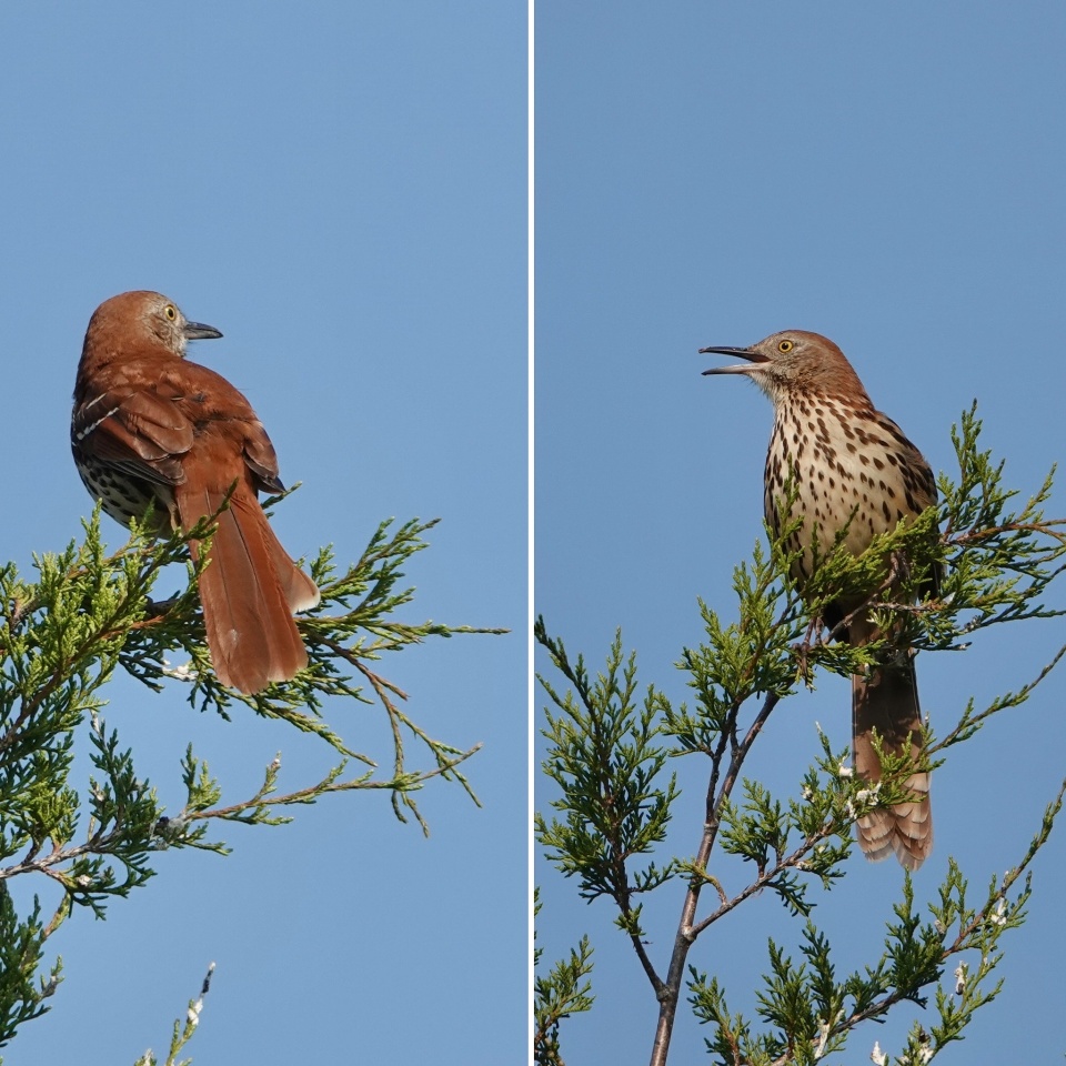 Back and Frong | Kimb | Blipfoto