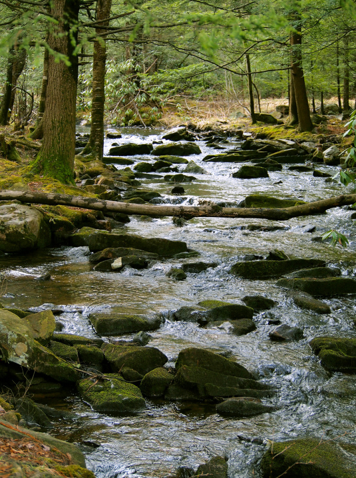 Bubbling stream | Cider12 | Blipfoto