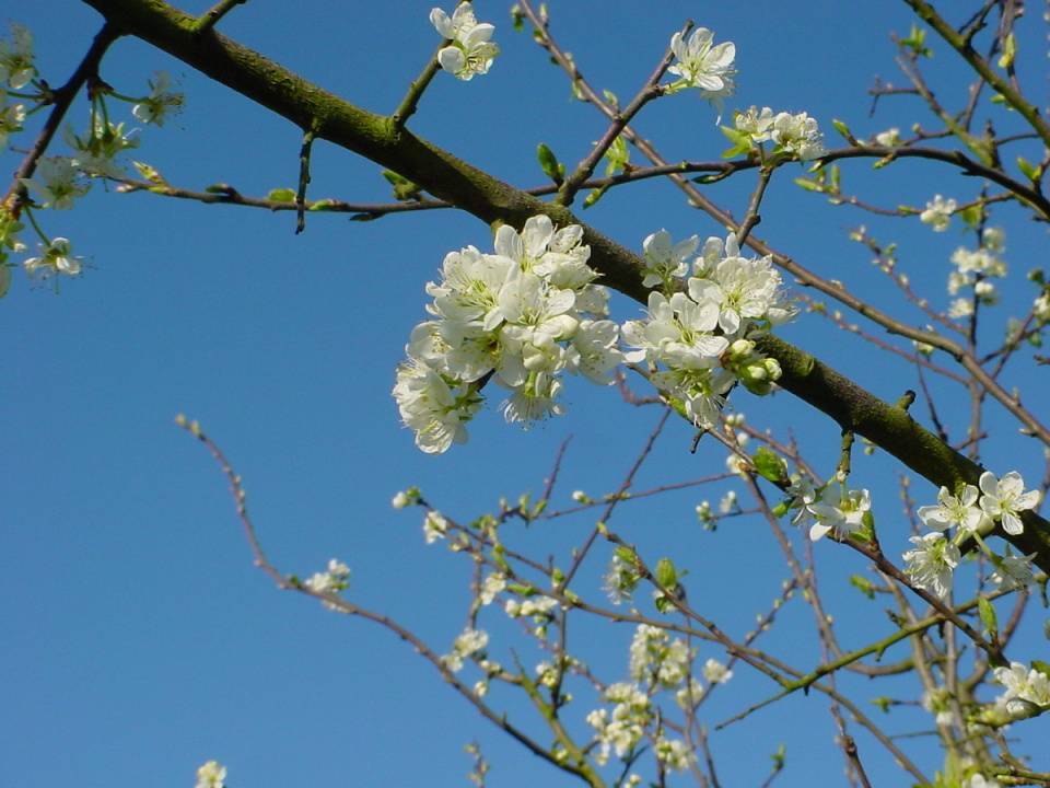 Damson Blossom | doffy | Blipfoto