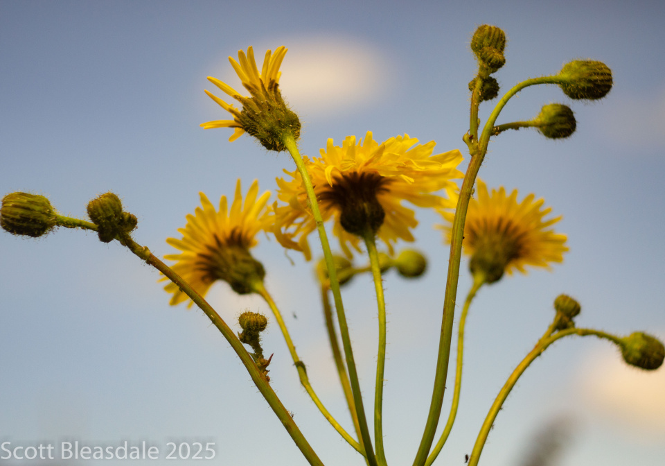 Crown of Gold | ScottElbee | Blipfoto