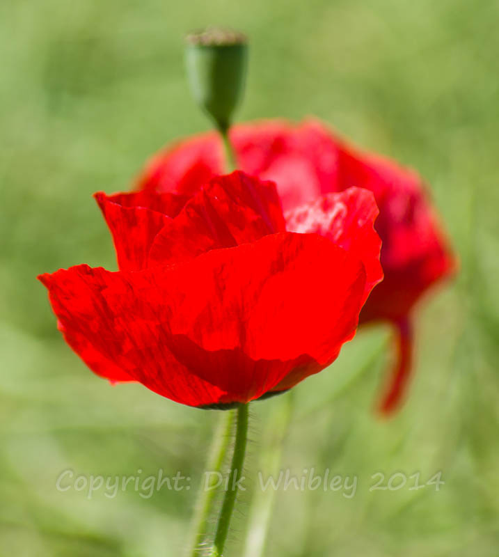 Poppy | DWPhoto | Blipfoto