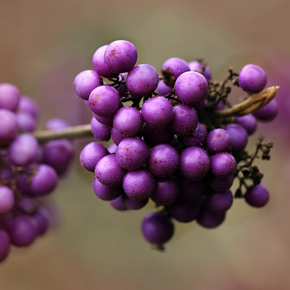 Purple-Violet Berries | DawnP | Blipfoto