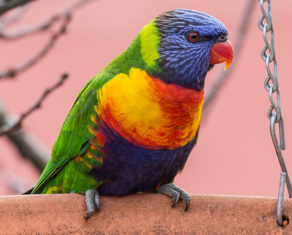 Dull day, bright bird | rower2012 | Blipfoto