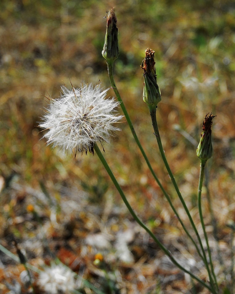Seed Puff | RonaldBerry | Blipfoto