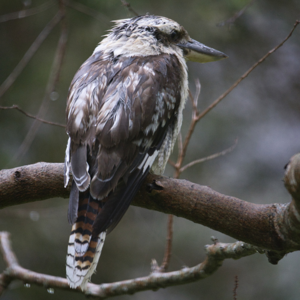 Australian Laughing Kookaburra | SamAgainPlease | Blipfoto