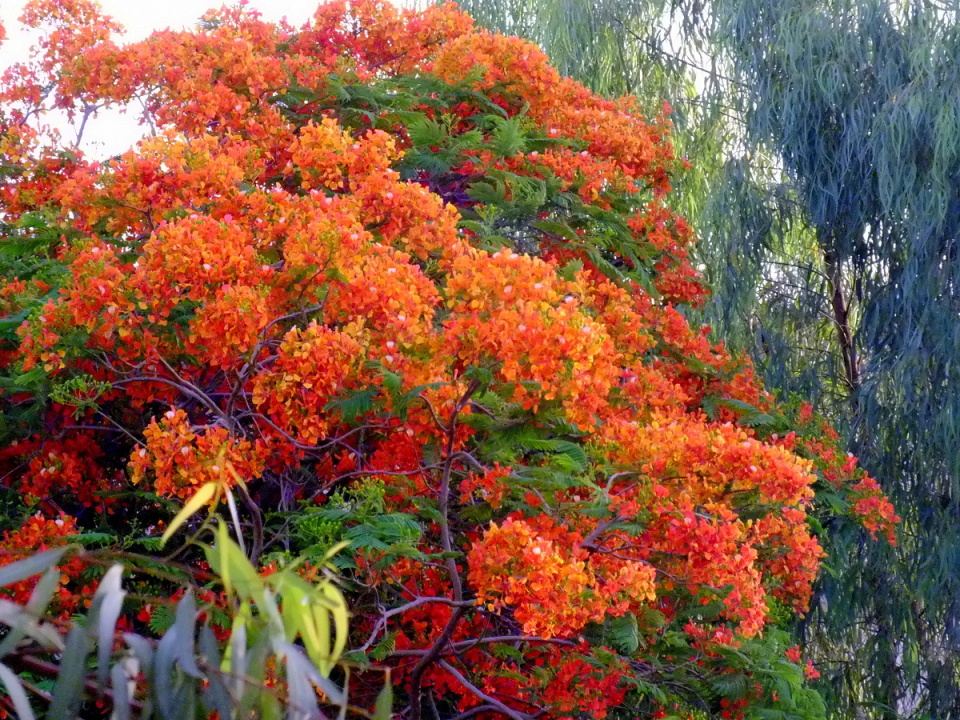 Flame Tree #2 | GadgetKid | Blipfoto