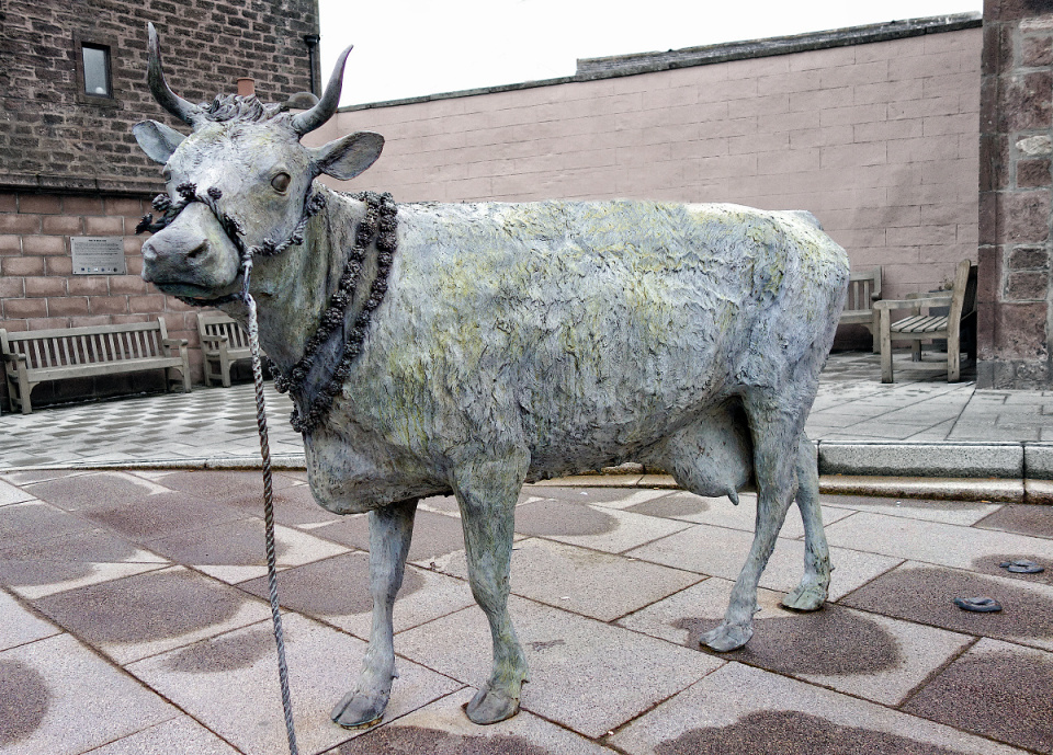 The Turra Coo | Talpa | Blipfoto