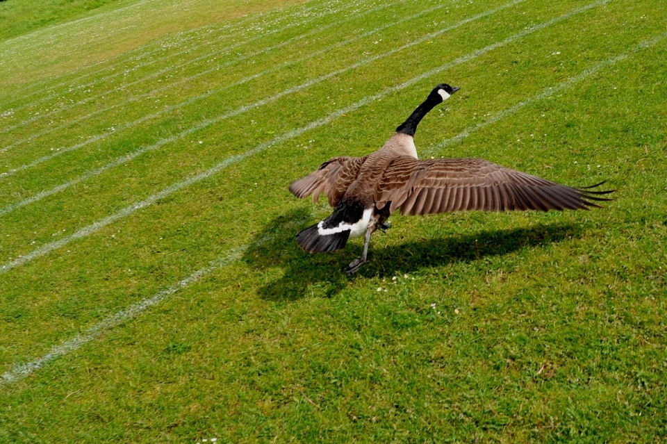 Goose race | zed | Blipfoto