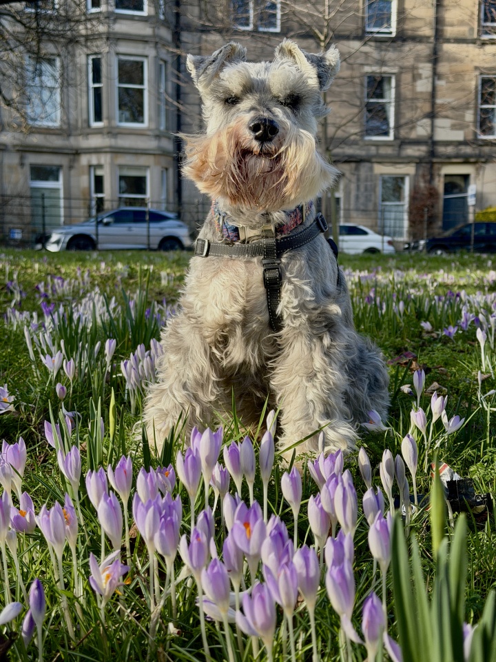 Big scone, then crocus hunt | LadyMarchmont | Blipfoto