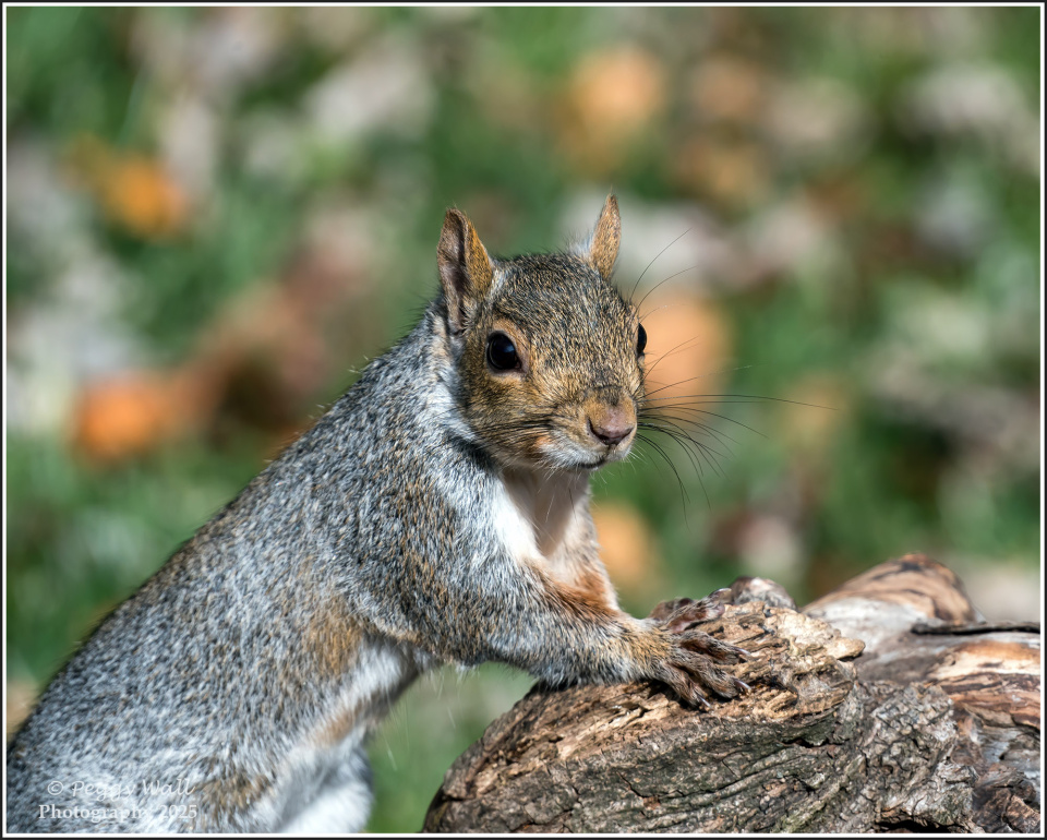 Squirrel Blip Friday ... | KangaZu | Blipfoto