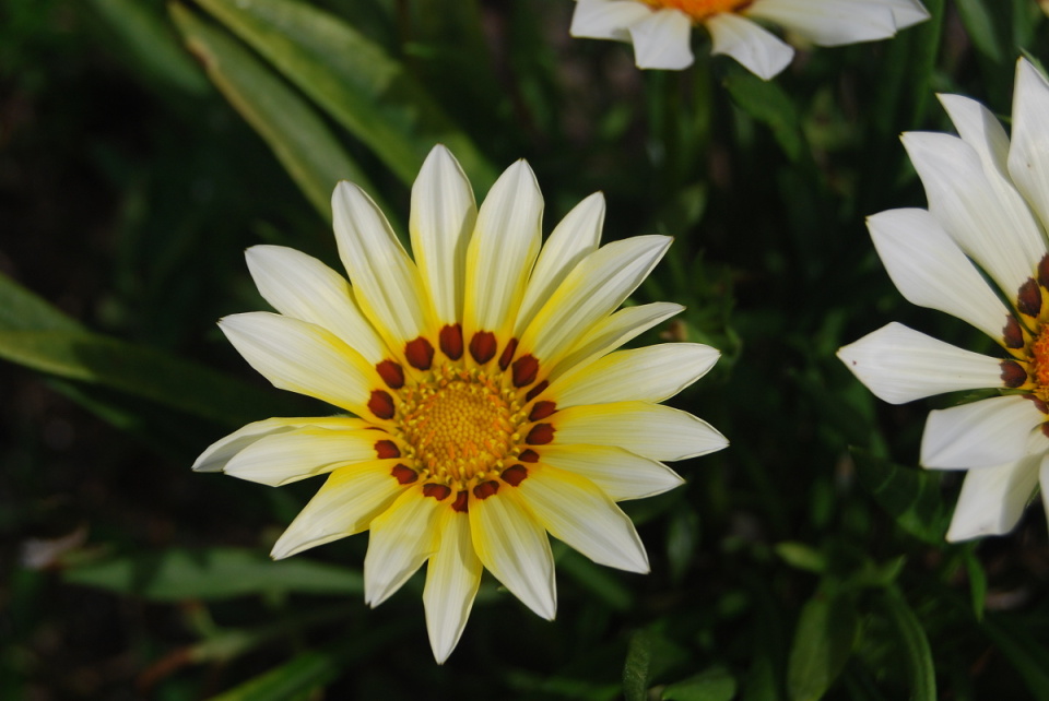 Everything's Coming up Daisies | CreativeCarol | Blipfoto