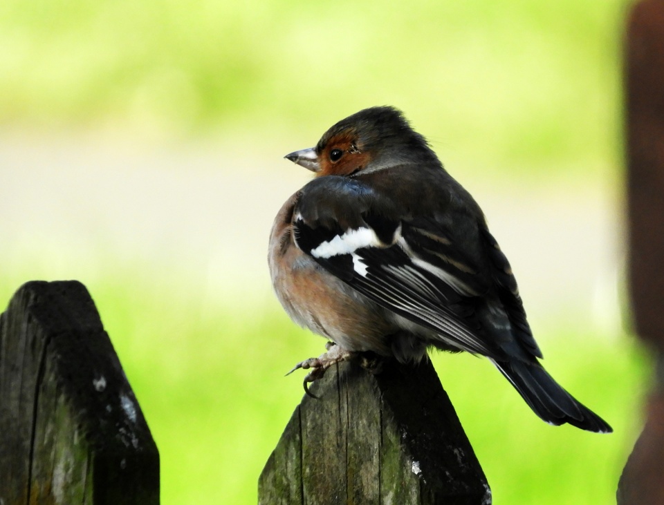 Feeling the chill | Tigger101 | Blipfoto