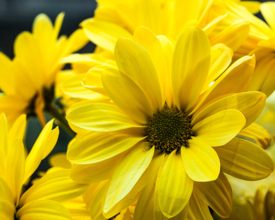 Random Flowers | steveng | Blipfoto