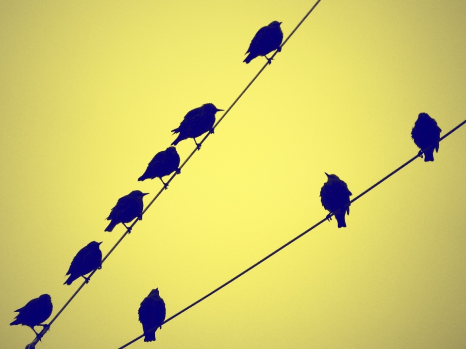 Birds on a wire. | petespics | Blipfoto