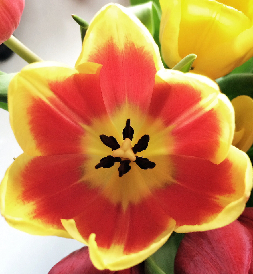 Tulip from above | tinxtaylor | Blipfoto