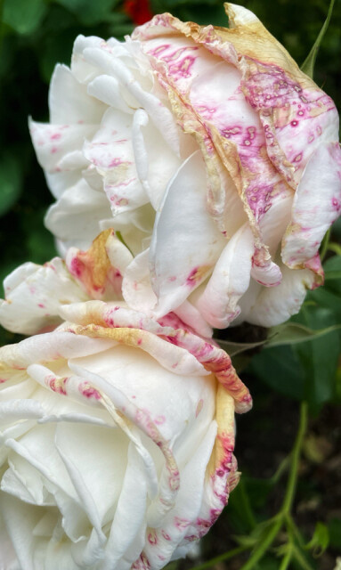 Raspberry Ripple Rose | Jeano | Blipfoto