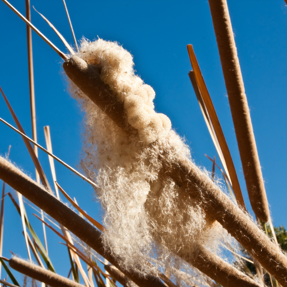 Exploding Cattail | VistaBob | Blipfoto