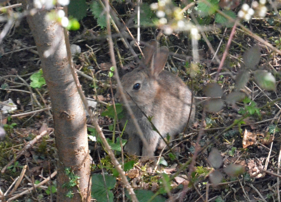 Camouflaged Bunny | arkensielphoto | Blipfoto