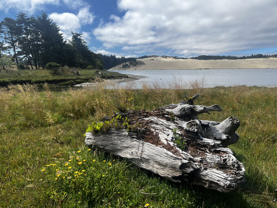 At the „Exploded Whale Park“ | EvelyneNC | Blipfoto