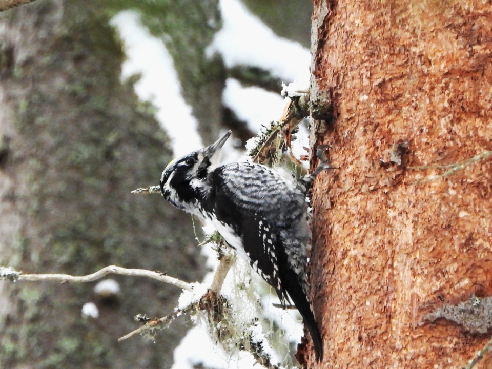 Pohjantikka, Three-toed Woodpecker, Picoides trida | lippe | Blipfoto
