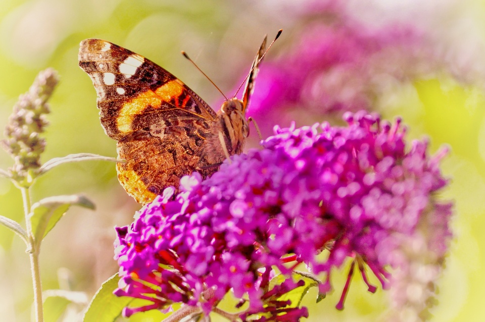 Butterfly | Ingeborg | Blipfoto