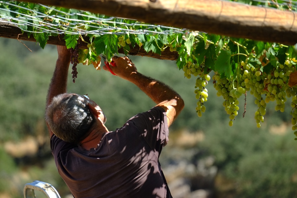 Gathering Grapes | amandoAlentejo | Blipfoto