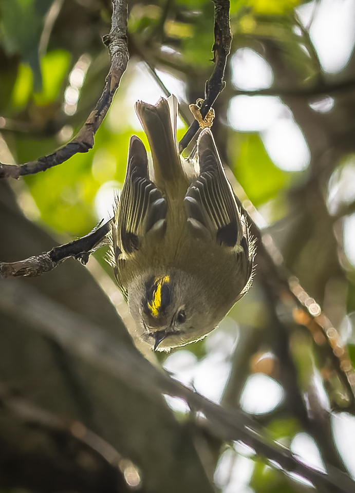 Another tiny goldcrest spotted by Roving Bridge | CleanSteve | Blipfoto