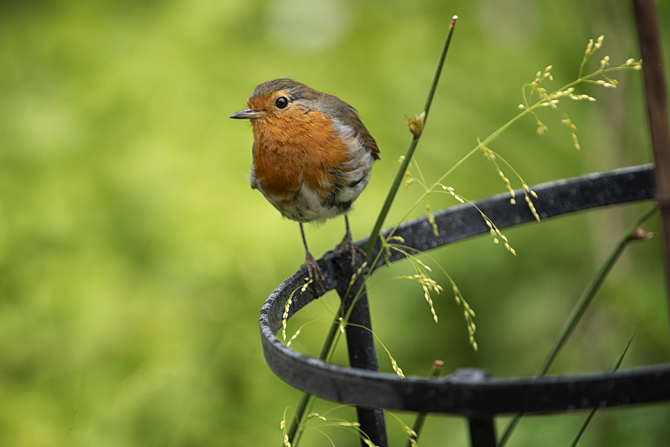 Reliable Robin | villan | Blipfoto