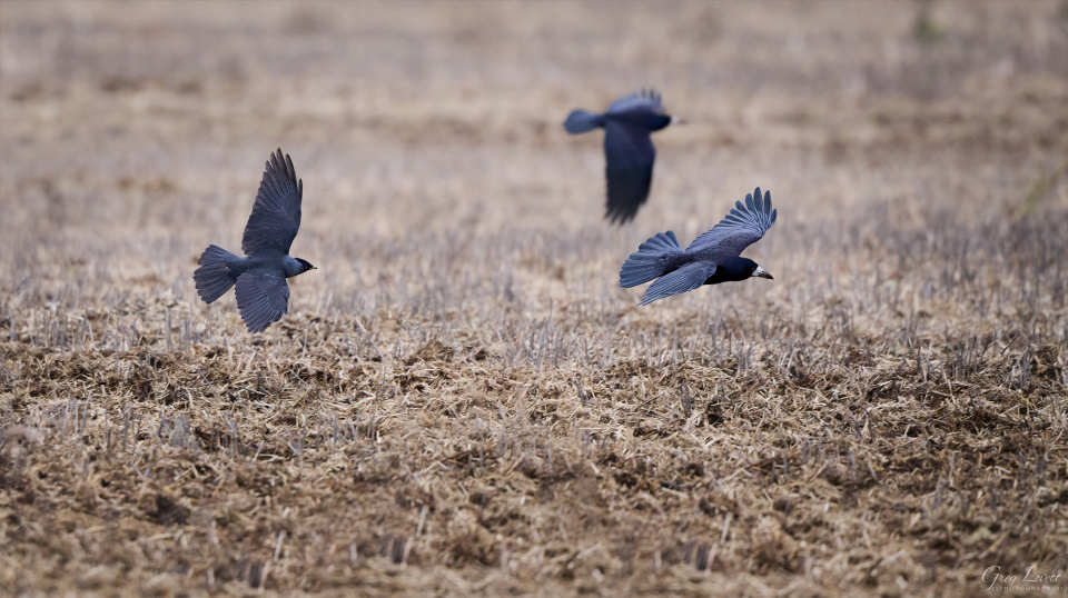 Corvid Fly By | Sheol | Blipfoto