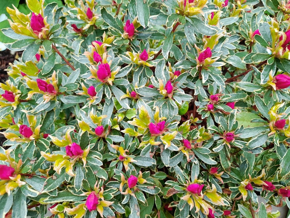 Azaleas | sunflower | Blipfoto