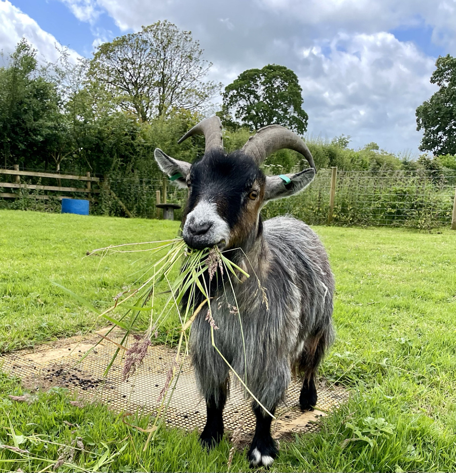 Bully Goat | Lovetrees | Blipfoto