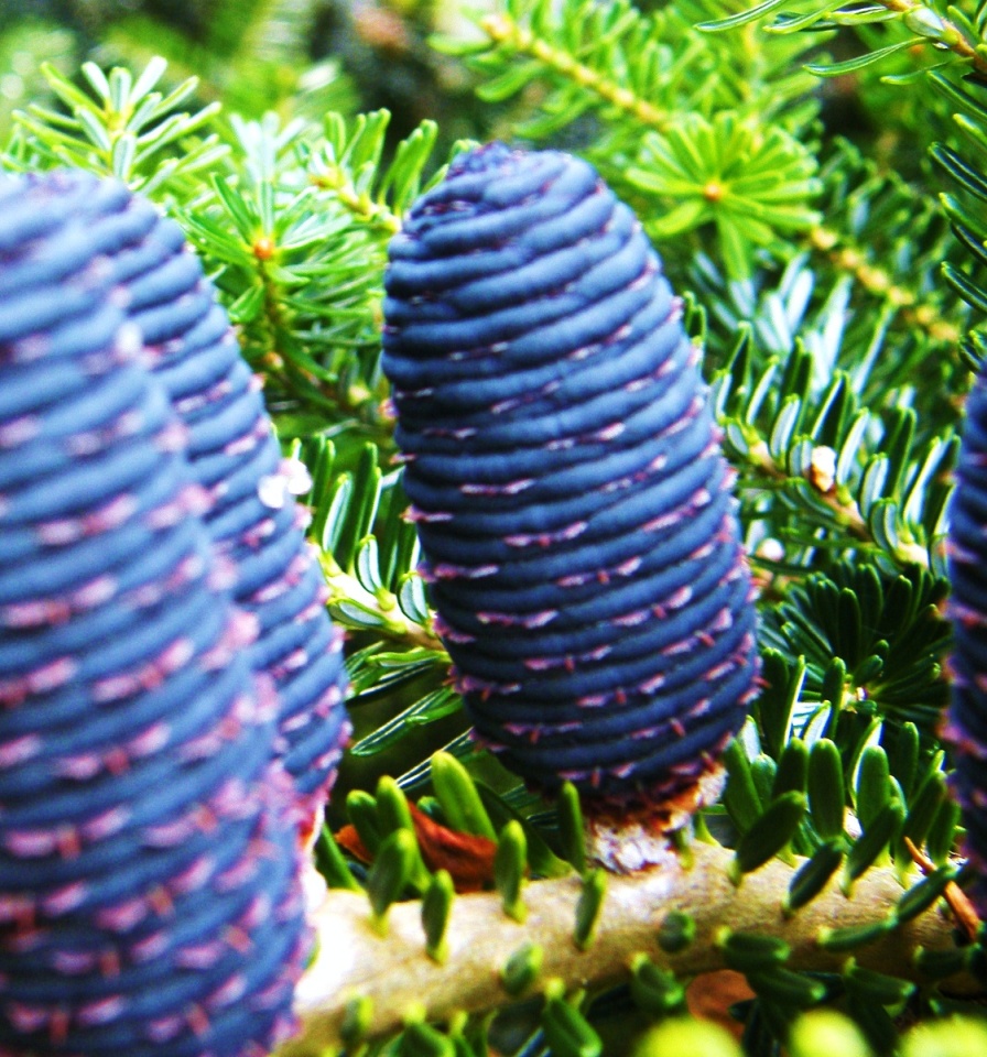 Blue cones | Skyegirl | Blipfoto